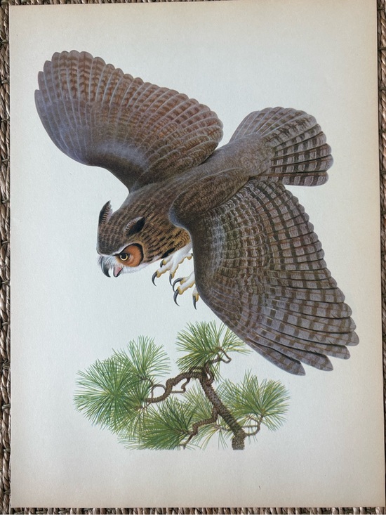 Vintage | Art | Vintage Great Horned Owl Bird Art Print Ornithology ...